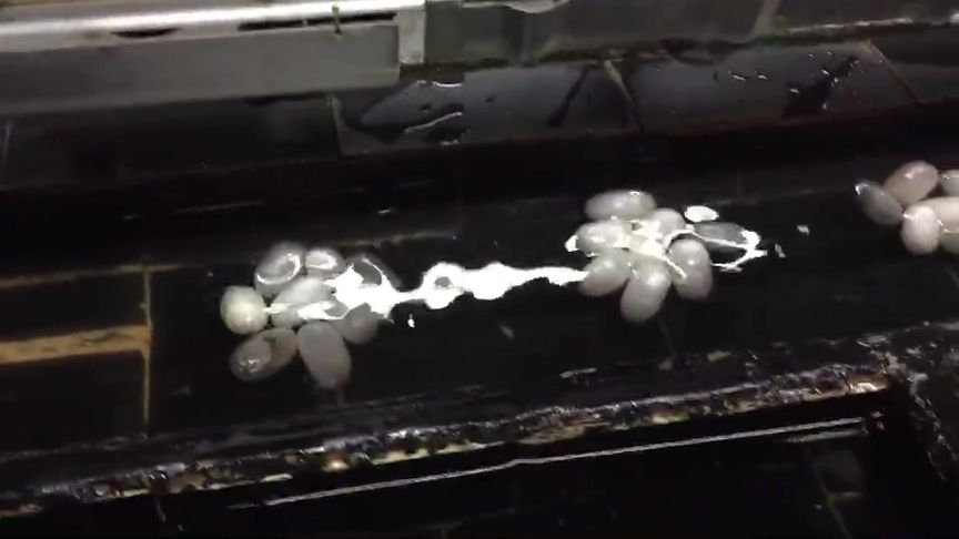 小小的桑蚕能吐出上百米长的蚕丝,蚕茧抽丝,这是一个技术活!