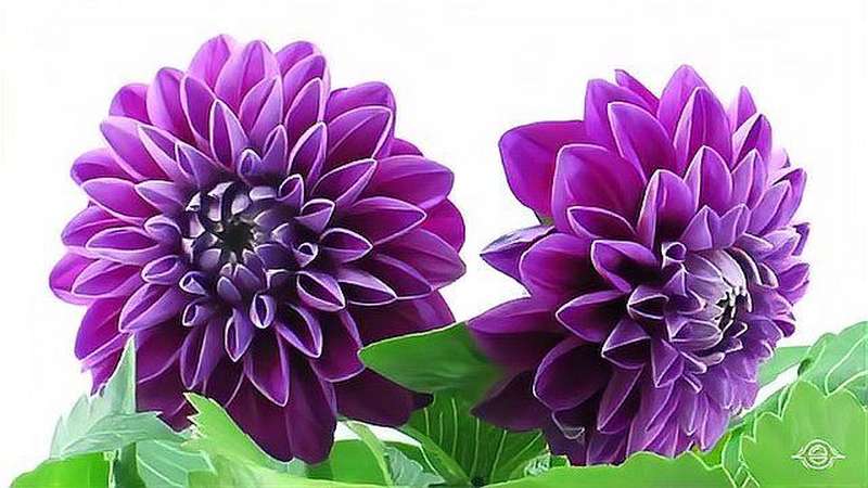 惊艳!延时摄影下的花开