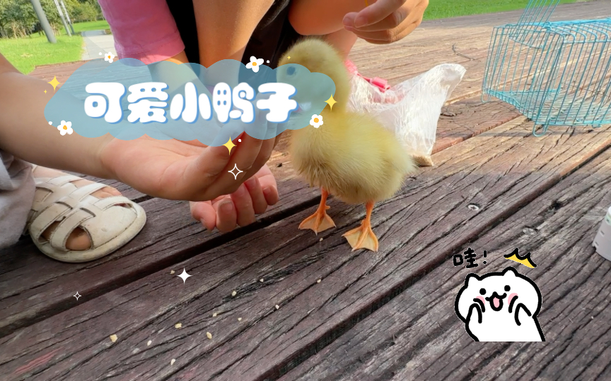 可爱小鸭子,从没觉得鸭子是如此的可爱。