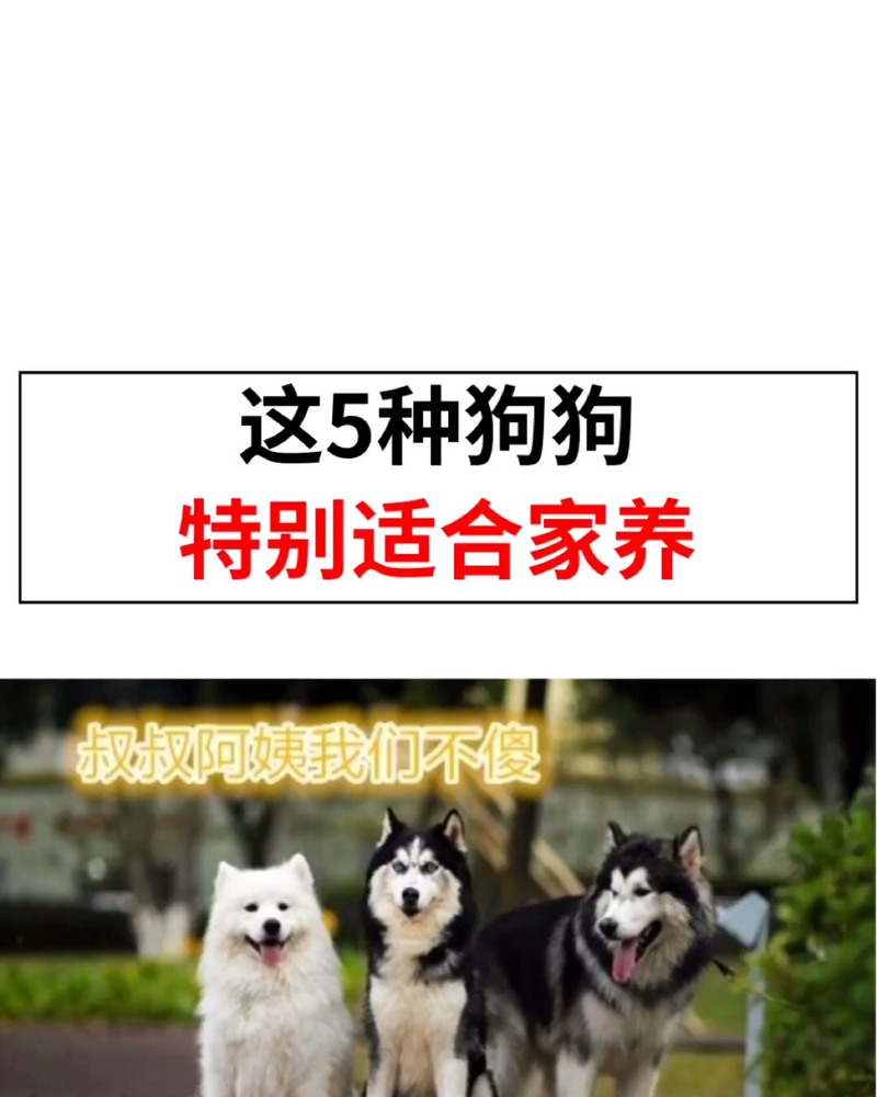 这5种狗狗特别的适合家养#狗狗 #萌宠
