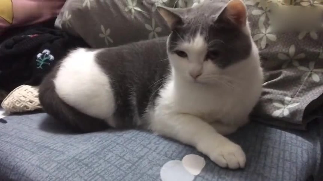 玩累了就躺着睡觉的猫咪,安静的样子太可爱了
