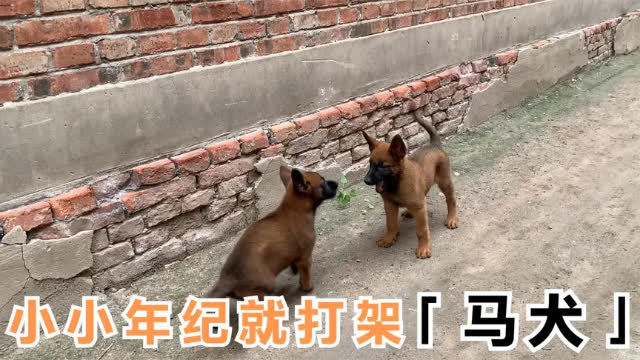 纯种马犬就是厉害,才50天打架就如此凶猛