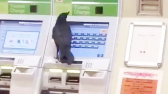 东京的这只乌鸦成精了,居然会偷信用卡买票