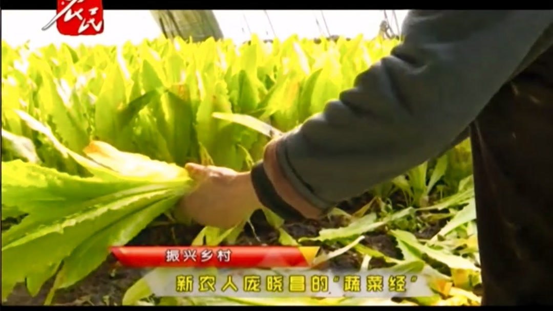 振兴乡村:新农人庞晓昌的“蔬菜经”