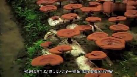 灵芝对身体有好处,但吃灵芝的禁忌你懂吗?现在就告诉你