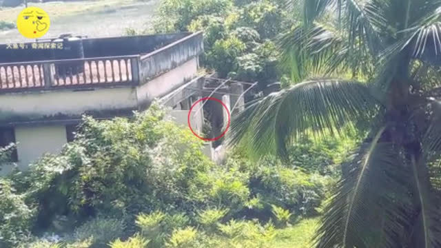 美国男子在荒山古宅拍到不明生物,看上去就像外星人一样