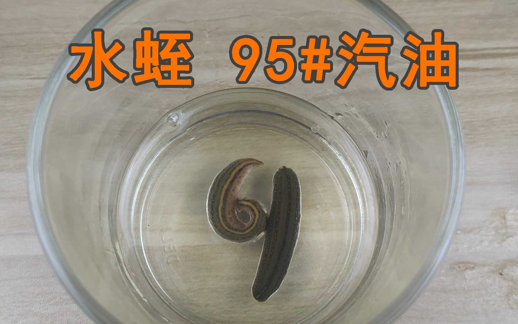 把水蛭丢进95#汽油里会怎么样?却不知水蛭的生命力如此强大!