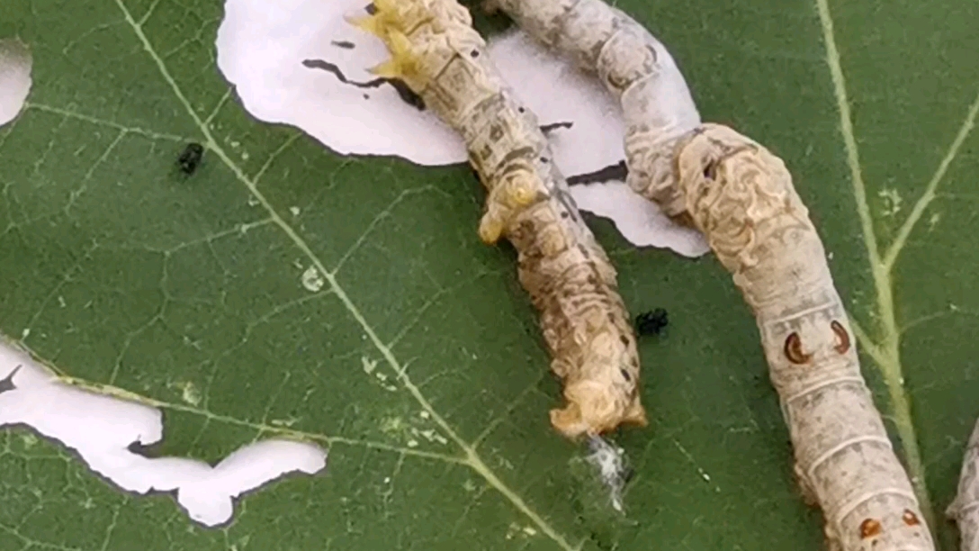 蚕宝宝蜕皮(半过程)