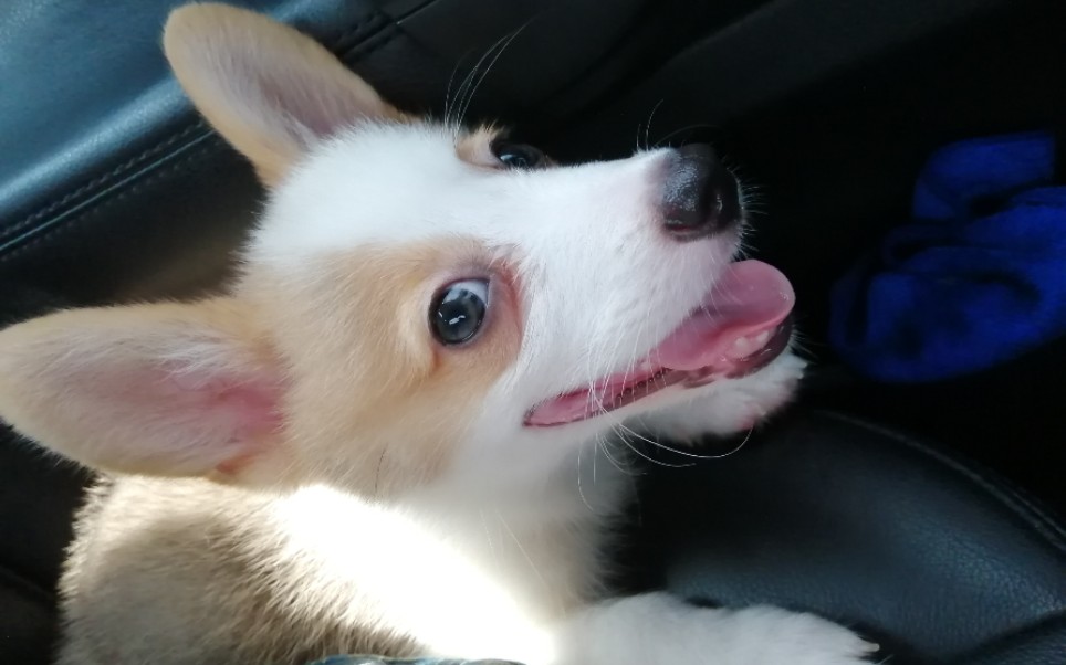 【柯基】自从有了狗狗定时喂食器主人已经不重要了吗