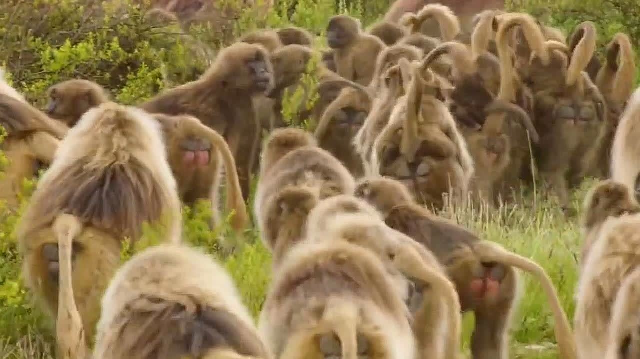 晃动树枝,是展示统治地位的一种方式,这次的洽谈比较成功