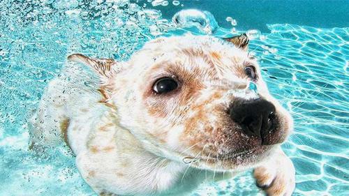 狗狗一不留神冲进游泳池,接下来的画面人不淡定了
