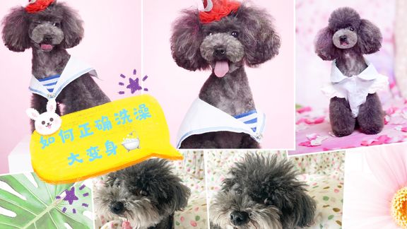 铲屎官,给宠物狗洗澡流程了解一下