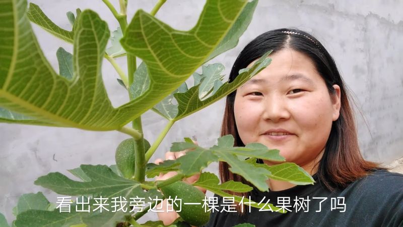 侄子最喜欢吃的无花果结果了,看着好馋人啊