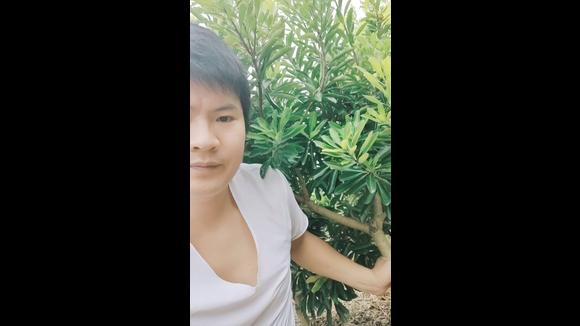 杨梅苗木种植管理树干三公分直径的种植方法