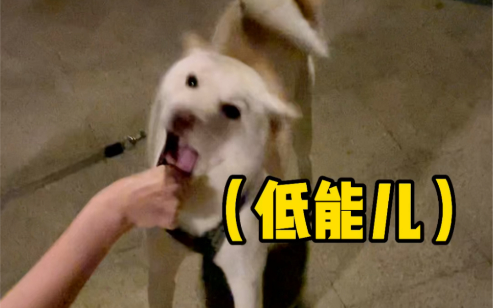 妈妈的好大儿(遛狗实录)