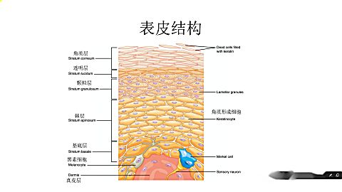 BeauTech系列培训课程--皮肤美容相关的组织结构