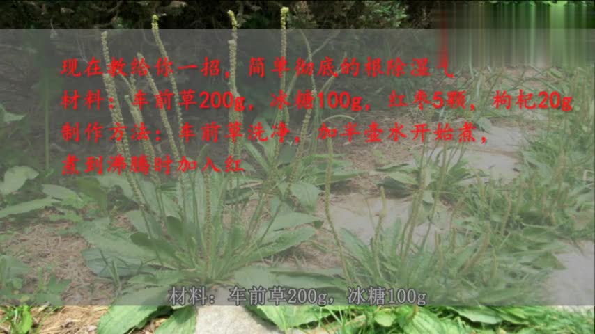 车前草和这种食物一起泡水喝,对湿气很有效,九成人不知道