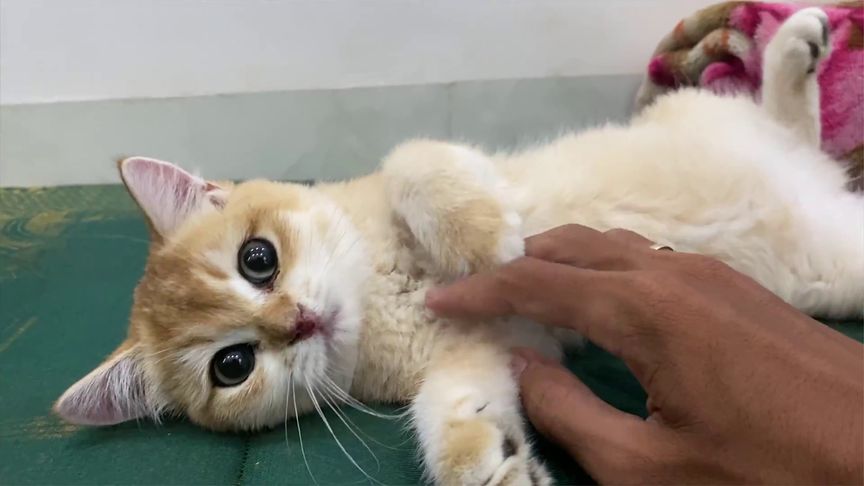 软萌小猫咪在线撒娇,主人的心都快被萌化啦!