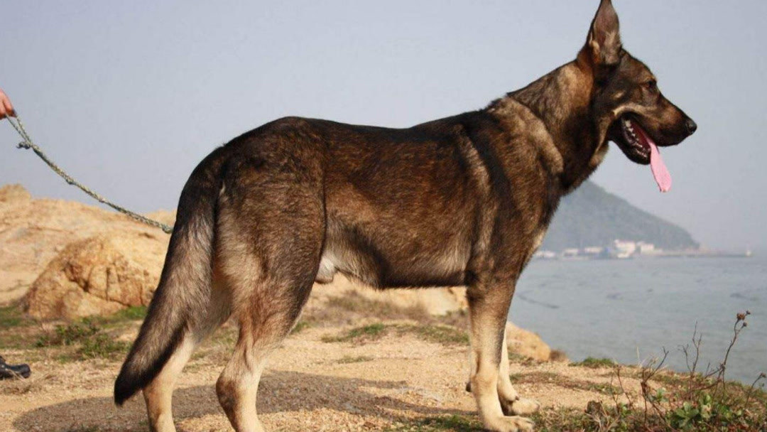 养狗的一定要看!中国本土犬种有哪些?认识15个以上就是宠物大