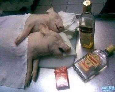 搞笑笑笑你 