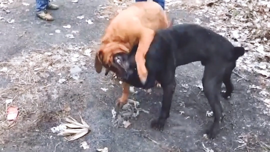 2019爆笑斗狗:皮皮对战邻村狗王,两狗太胖了!