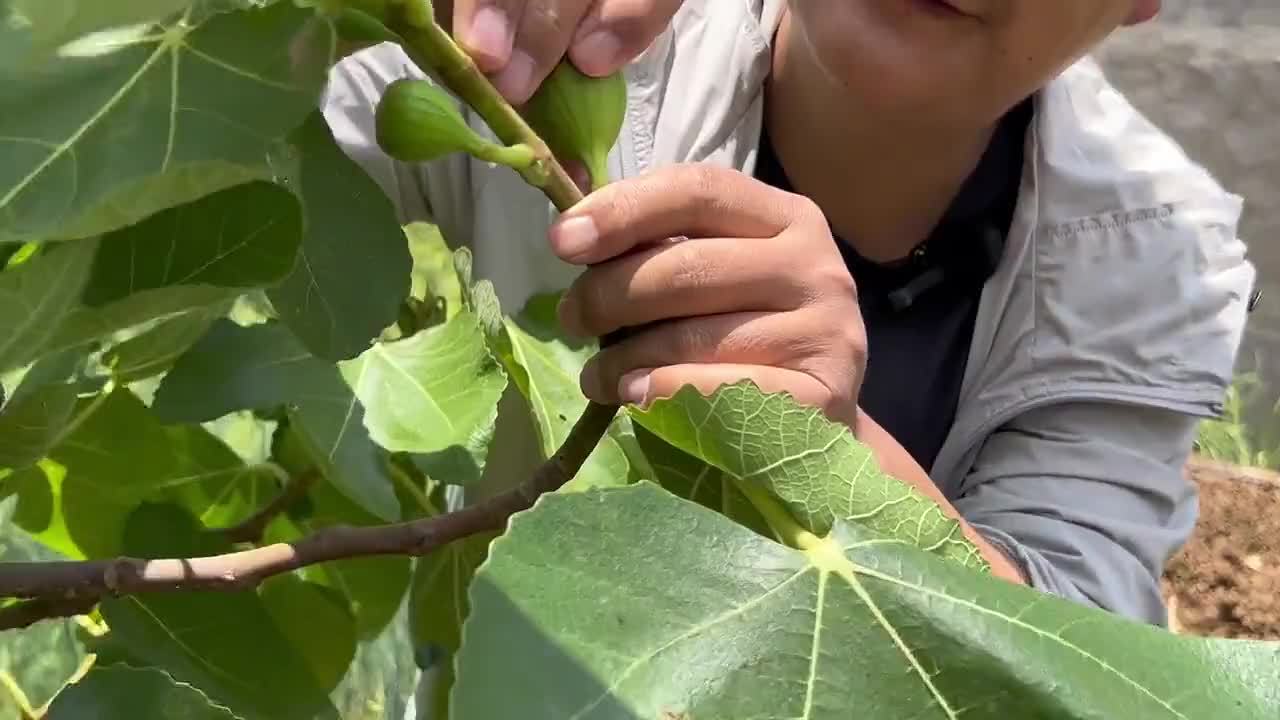分享一下无花果的用途!