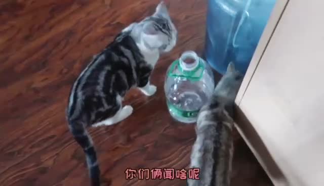 什么牌子的家用吸尘器好用,尤其是萌宠家庭
