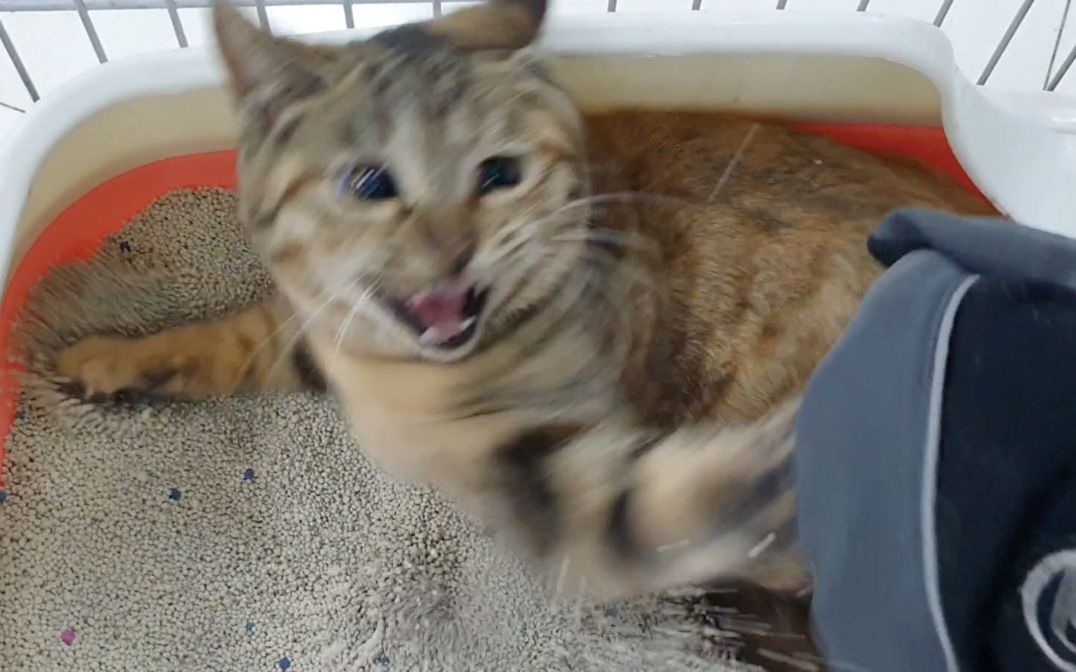 小伙把可怜的流浪猫带回家,几天就后悔了,一点都不亲人,还打人