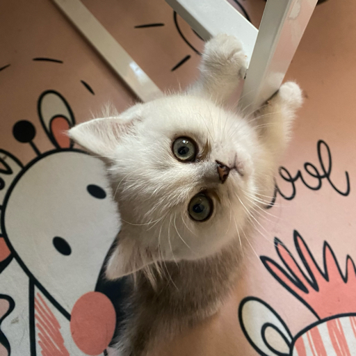 卖炒粉的易百万 