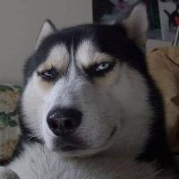 乌龟牵着甲鱼赛跑 