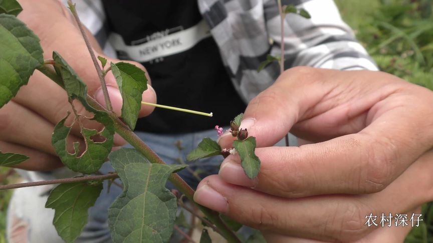 农村常见的一种植物、原来它是一味珍贵草药、了解一下吧