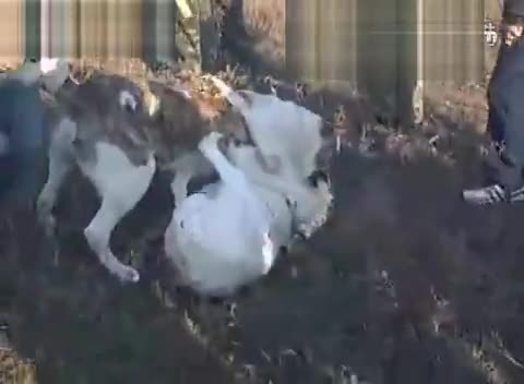 请大家欣赏一只受过专业训练的中亚牧羊犬的打斗视频 视频