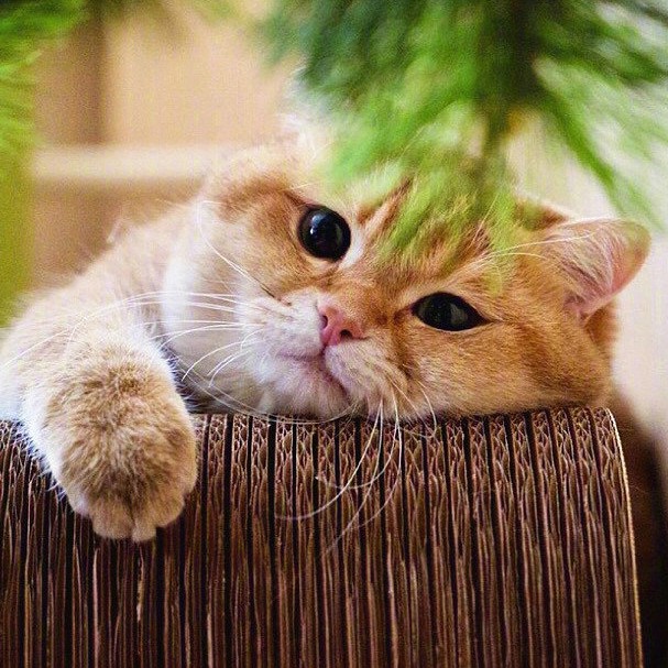 吃太饱的猪不会飞 