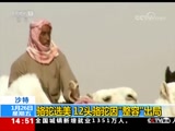 [新闻直播间]沙特 骆驼选美 12头骆驼因“整容”出局