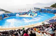 香港海洋公园海豚表演视频最精彩部分 现场实拍