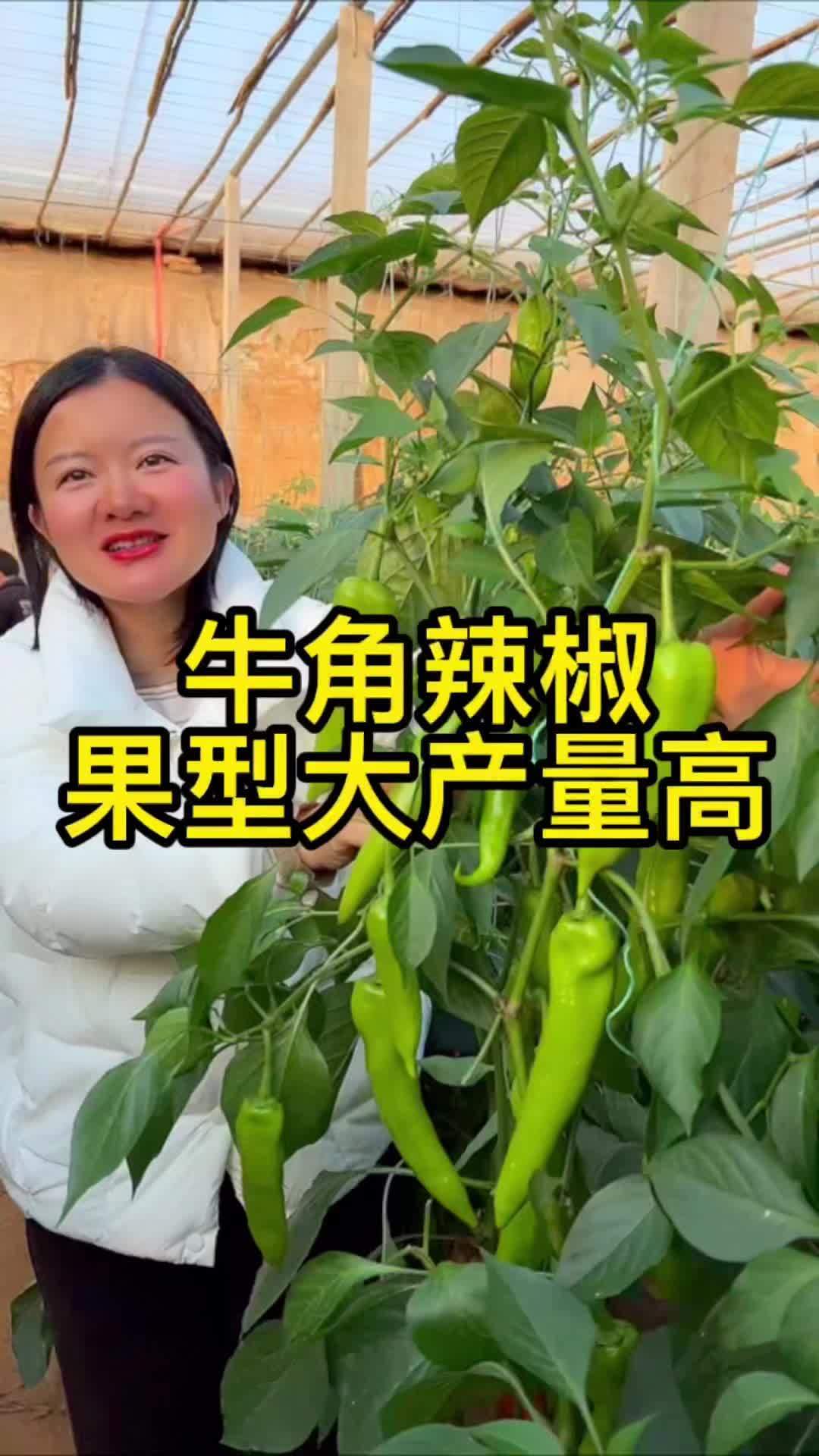 .口感的辣椒,推荐您一定试试这个牛角椒,它果型大产量高!#...