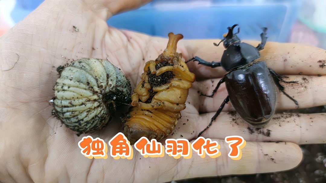 神奇的昆虫-独角仙的成长过程(幼虫期,化蛹,羽化)。