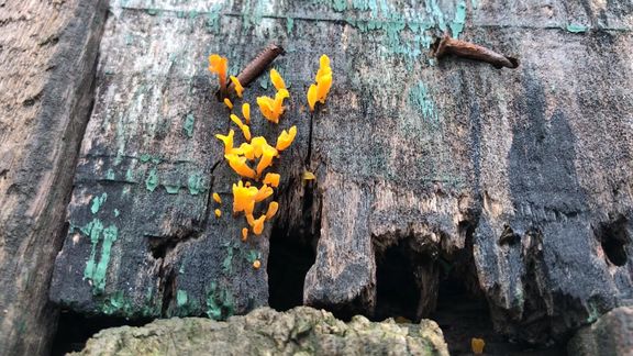 家乡的老木门,历经沧桑以后重新萌换生机