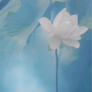 蓝天白白水清清 