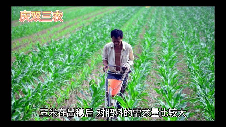 玉米出穗后撒尿素能增产吗?