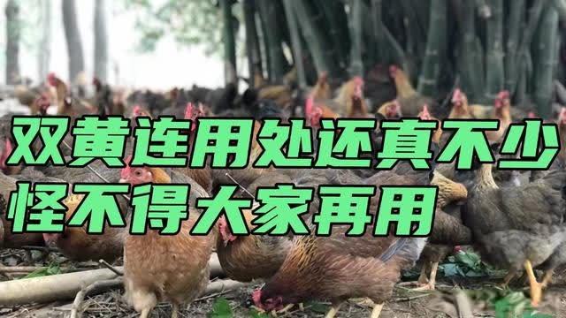 双黄连在养殖中的作用,真实不容小觑