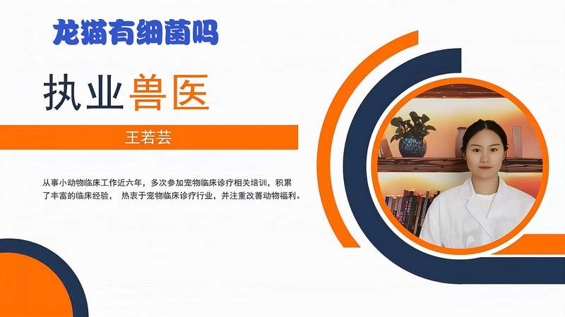 龙猫有细菌吗,养龙猫要注意什么
