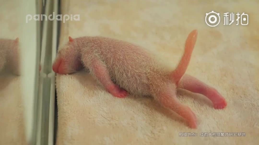出生几天的大熊猫宝宝尾巴就会跳舞?难以置信吧