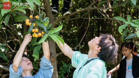 高校劳动教育创新招:劳动时长换"资格",枇杷任意摘!