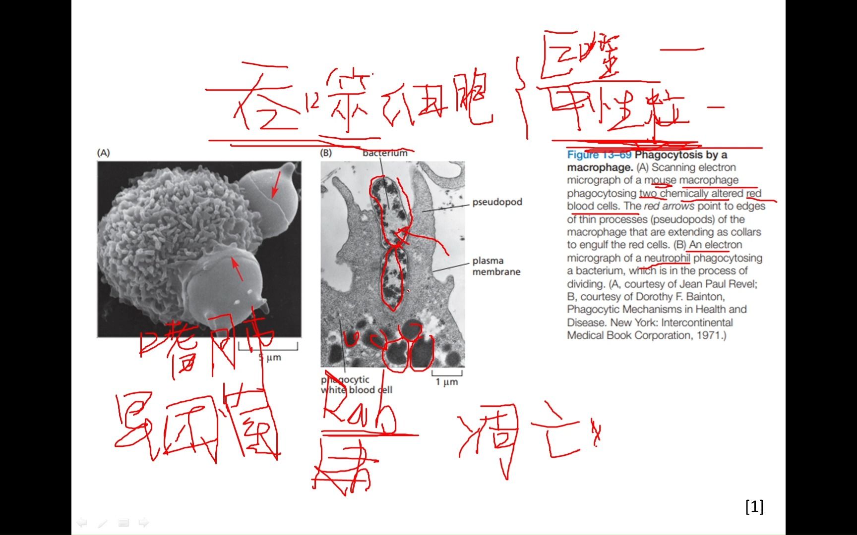 【细胞生物学讨论】11.9 膜泡运输-吞噬作用 胞膜窖