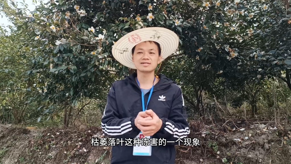 气温下降,植物如何防冻的,果树冻害怎么发生的