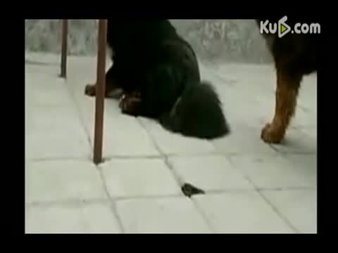 劲爆的藏獒打架视频[高清]