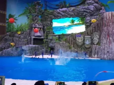 20180213 珠海长隆海洋王国海豚表演