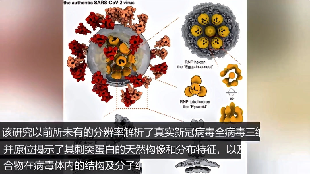 我国揭示首个新冠病毒全病毒精细结构
