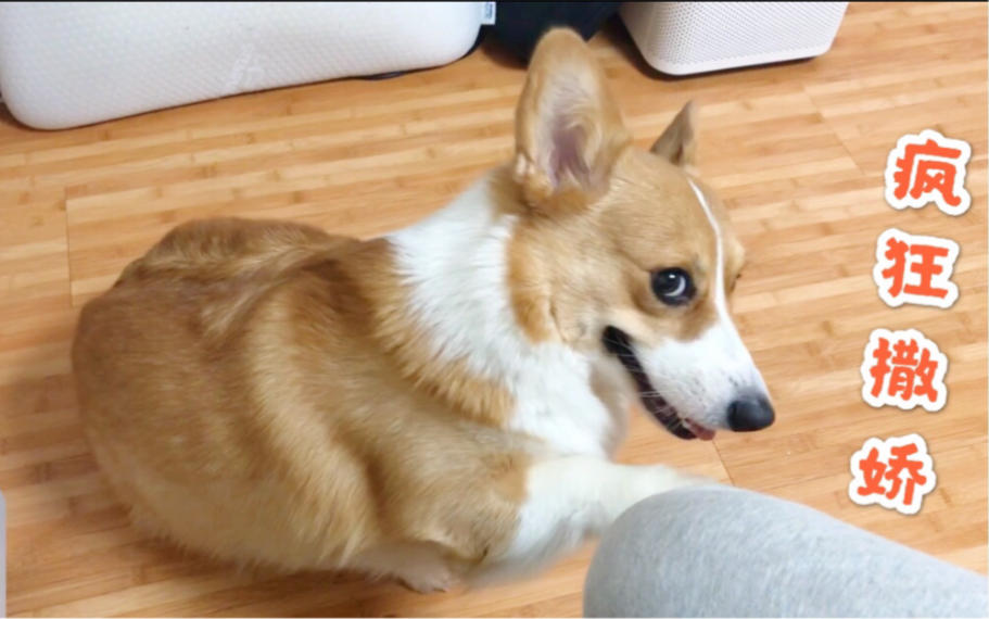 柯基cookie|如何用5厘米的小短腿疯狂撒娇